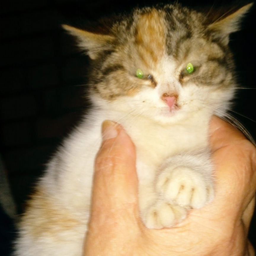 Котёнок в беде