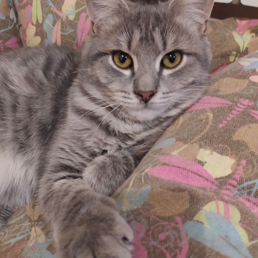 Кот подросток