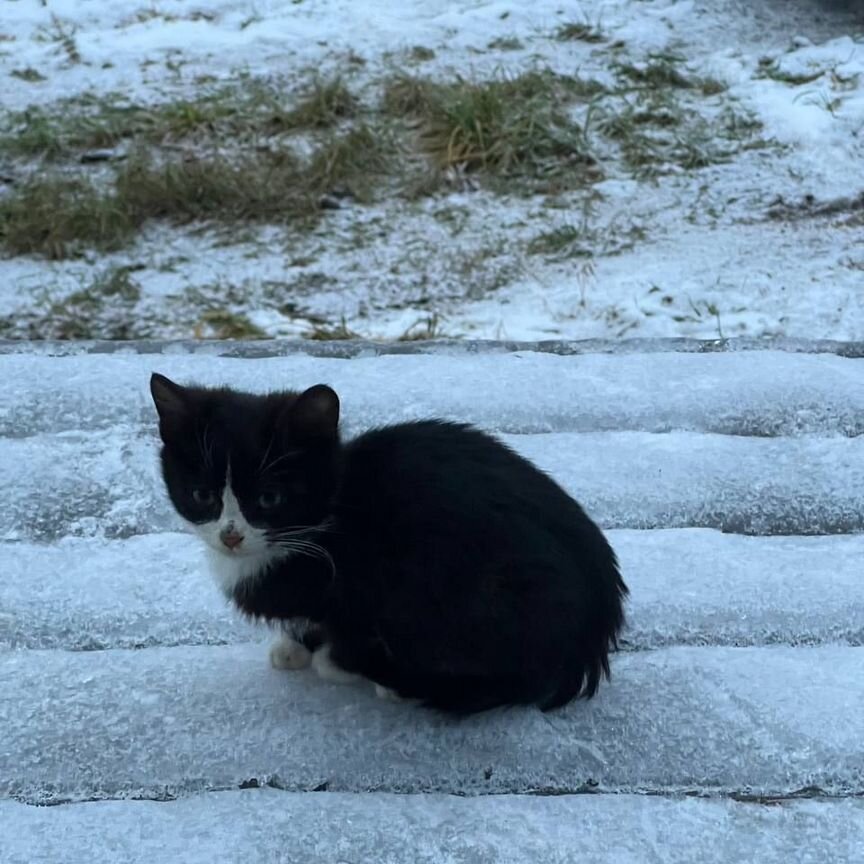 Котята бездомыши в добрые руки