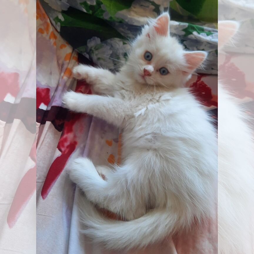 Котёнок в добрые руки