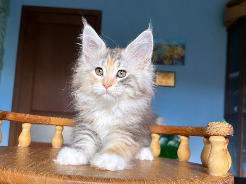 Ватрушка. Блондинка мейн кун