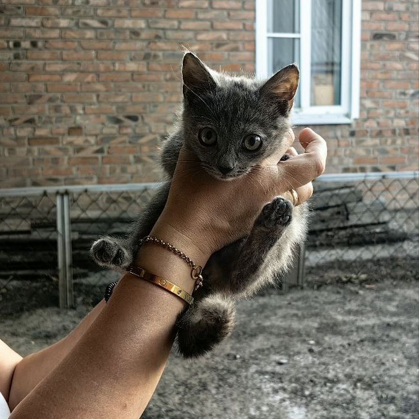 Котята в добрые руки бесплатно