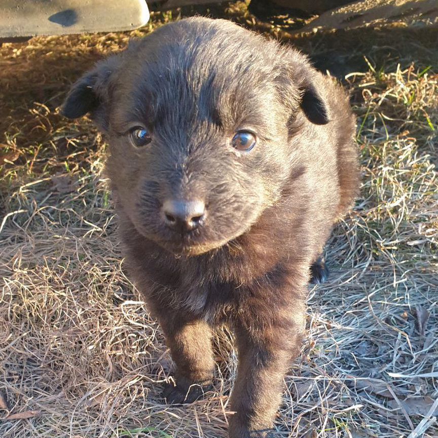 Щенок в добрые руки