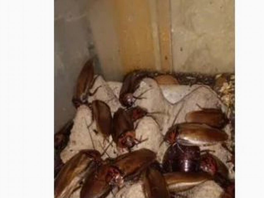 Тараканы оранжевоголовые и мраморные