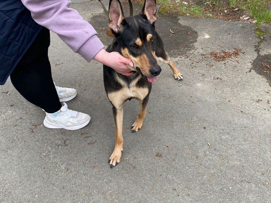 Собачка, очень нужна помощь