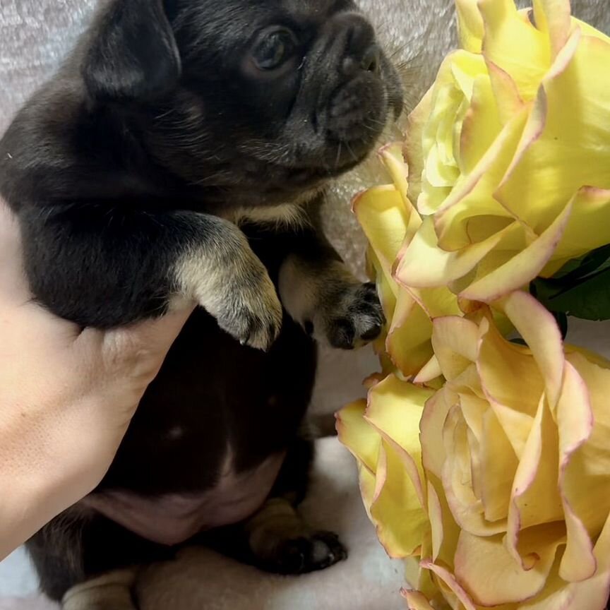 Ждем Мампап