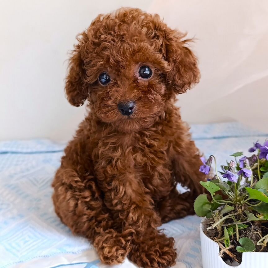 Той-пудель, щенок