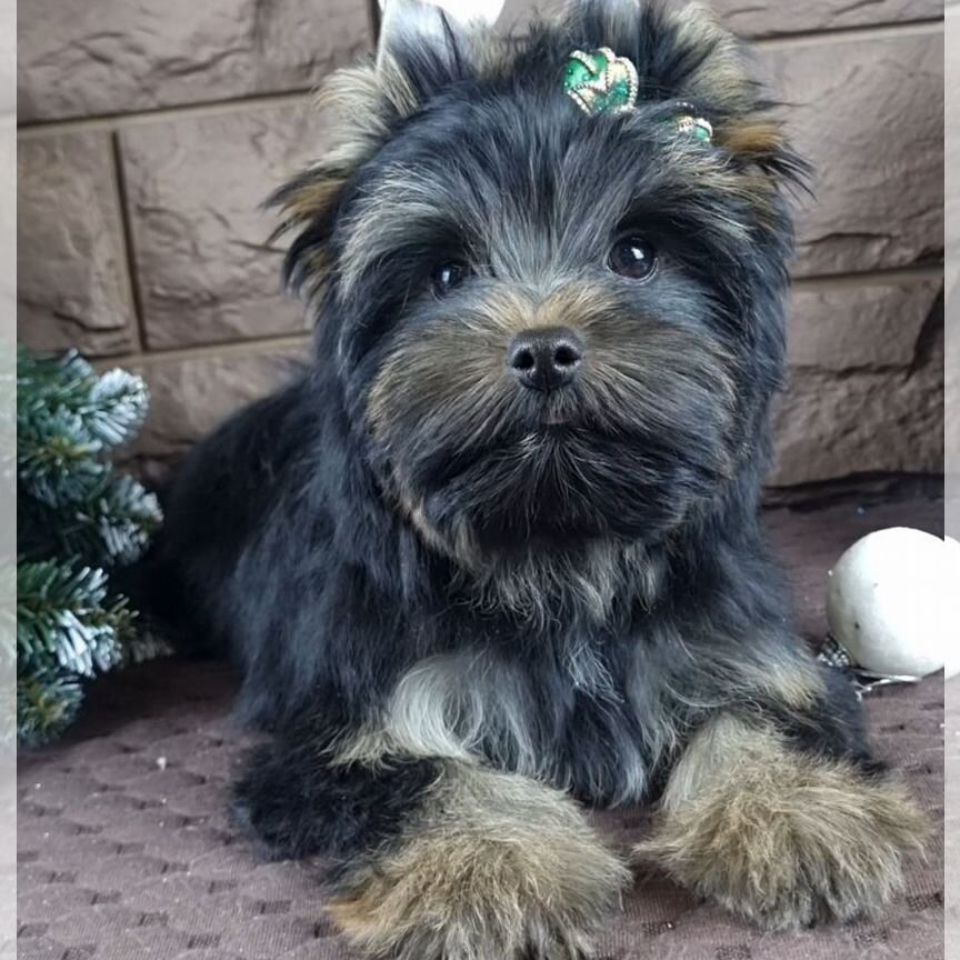 Йоркширский терьер, щенок