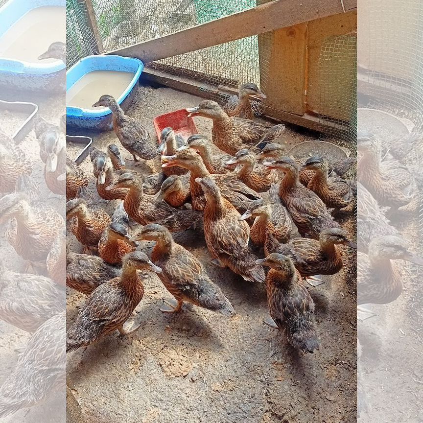 Утята подсадной утки