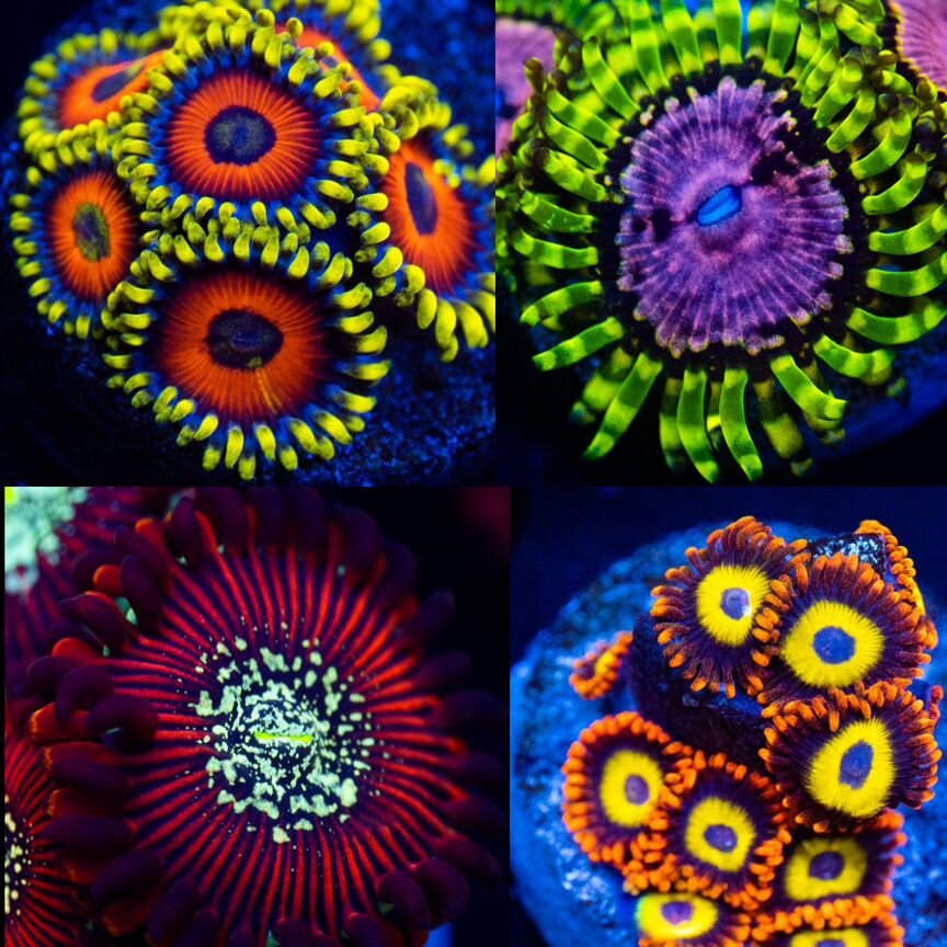 Зонты (Zoanthus) - Живые Кораллы