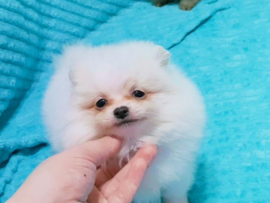 Белый пом мальчик