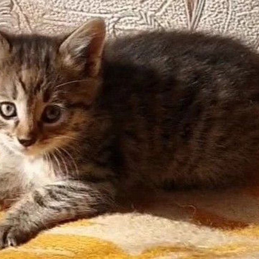 Котята в добрые руки бесплатно