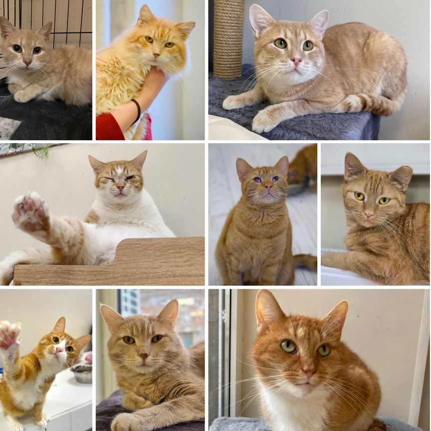 Рыжие кошки и коты
