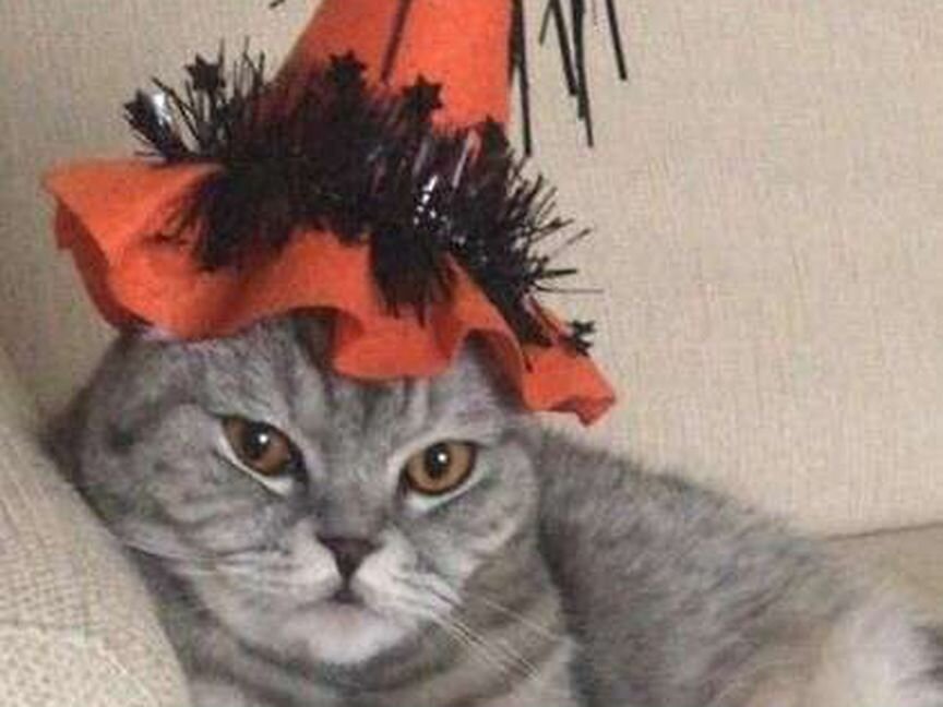 Шотландский вислоухий кот, 8 лет, в добрые руки