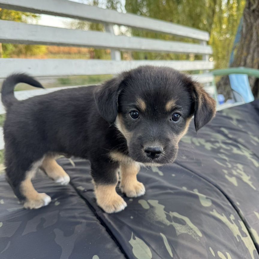 Щеночки 1,5 месяца