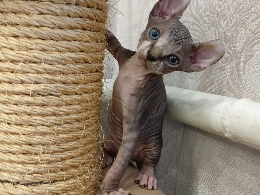 Котята сфинкс эльф