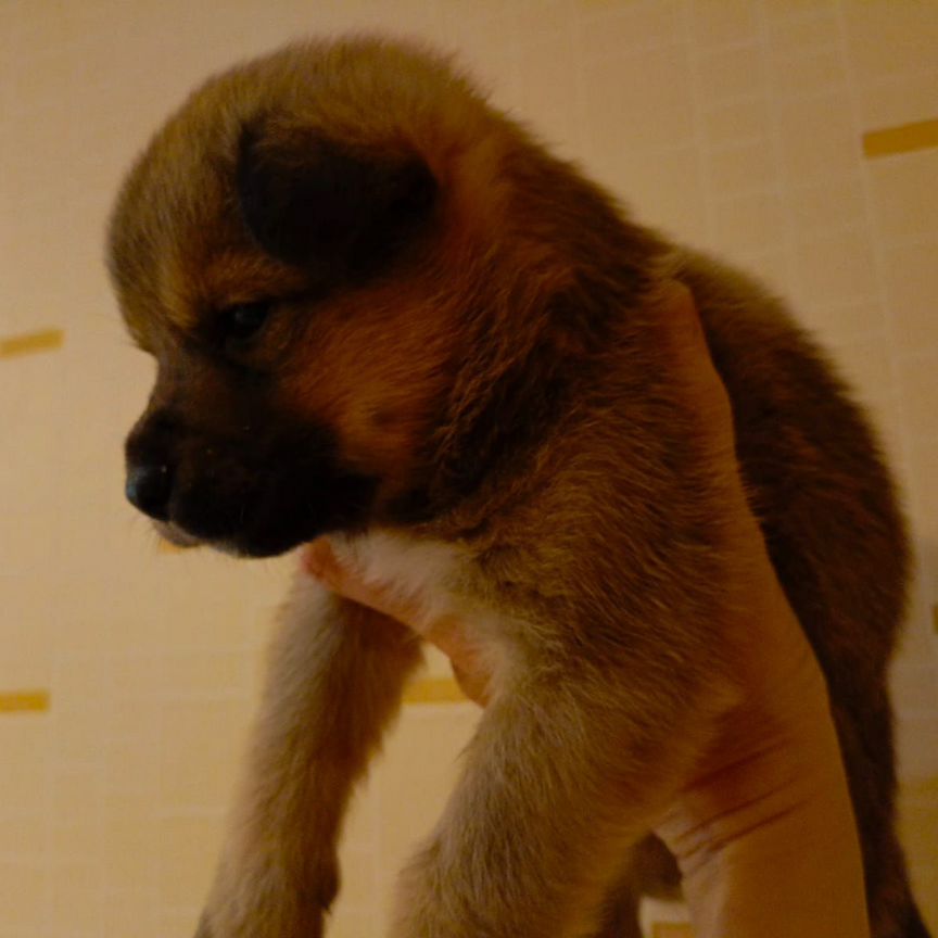 Собака в добрые руки щенок mongrel(редкой породы)