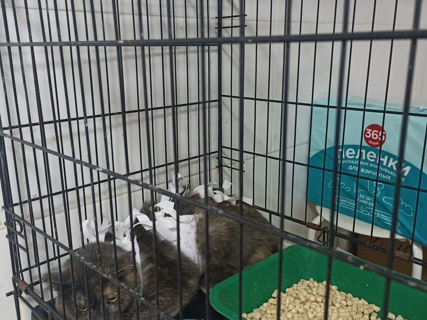 Кошка в дар