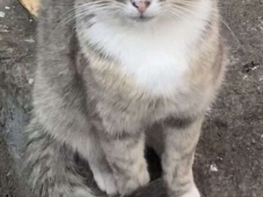 Молоденький котик