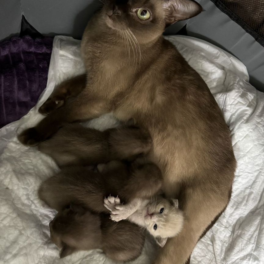Бурманские котята