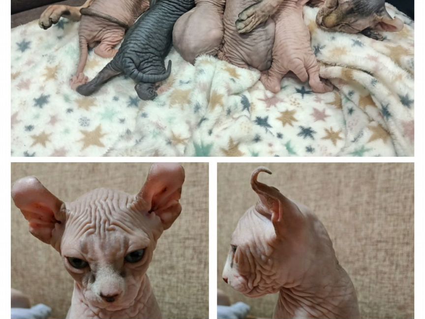 Котенок Эльф