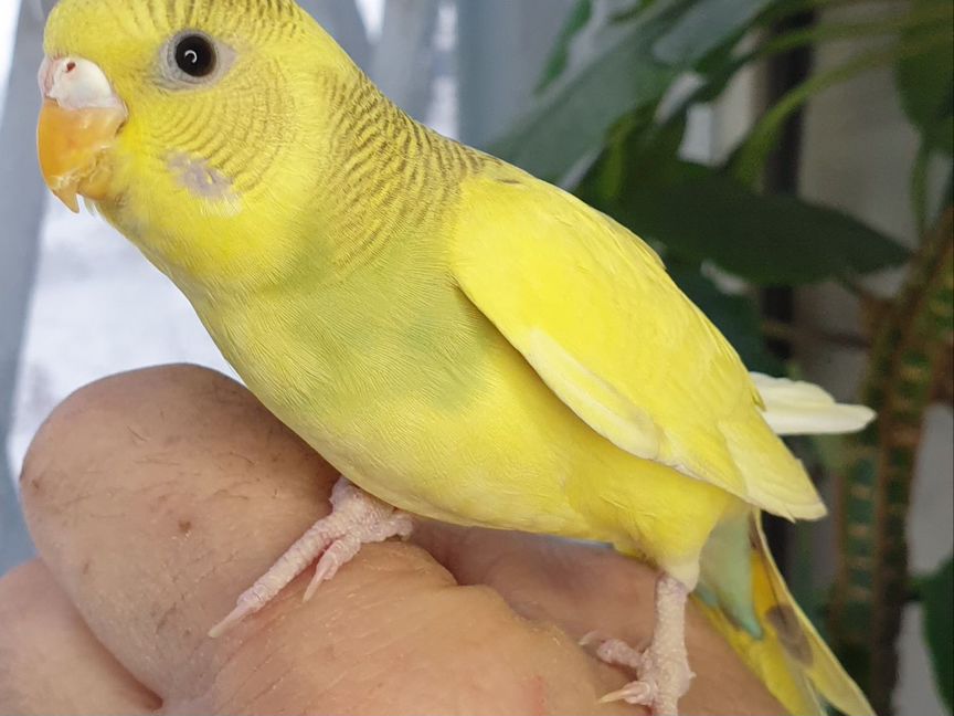 Птенец волнистого попугая