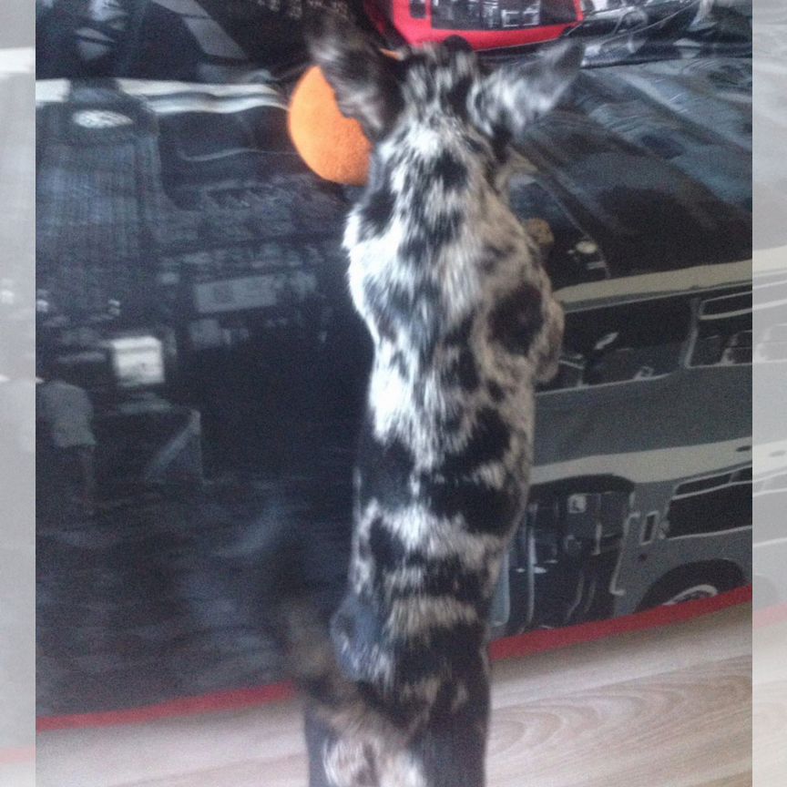 Чихуахуа, взрослая собака