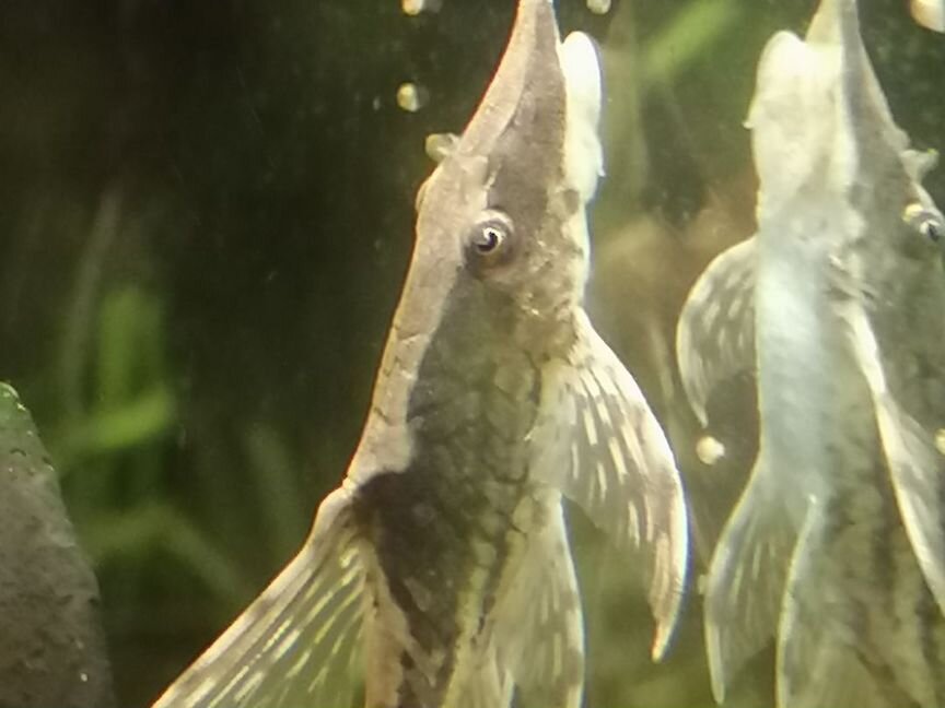 Стурисома Панамская сомик чистильщик