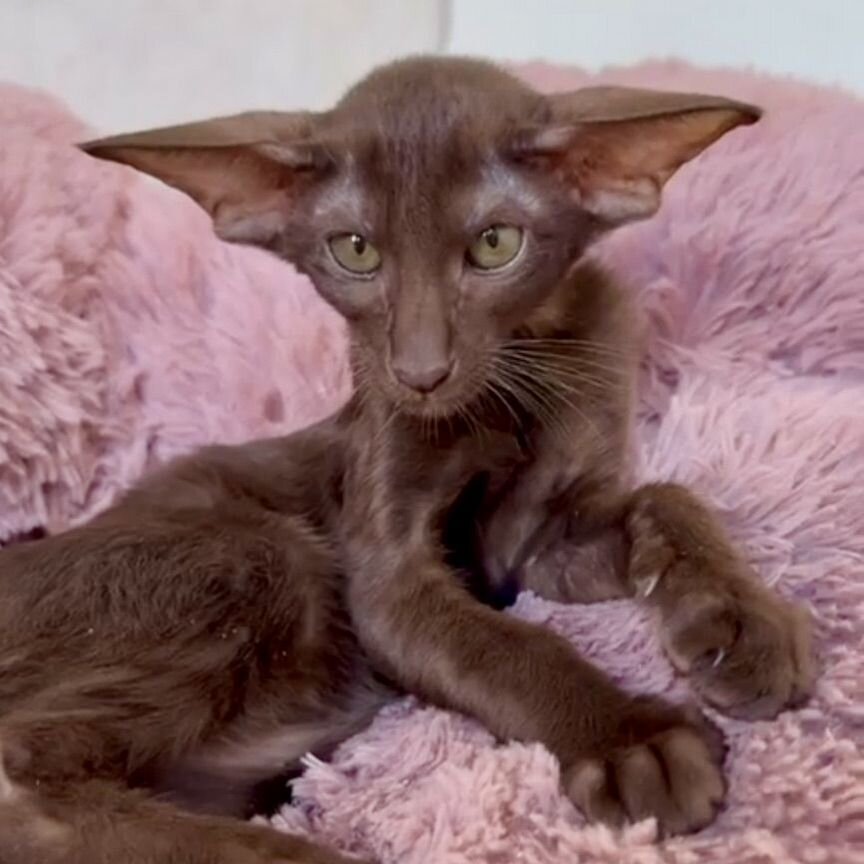 Ориентальные котята