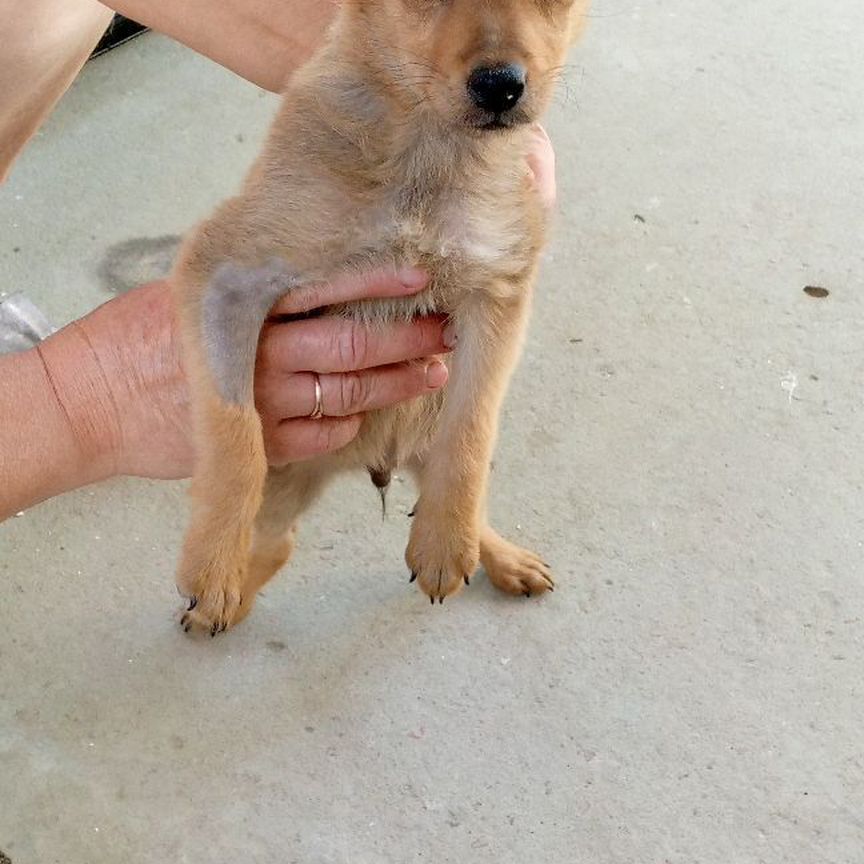 Очень просим помочь пристр. щенков в добрые руки