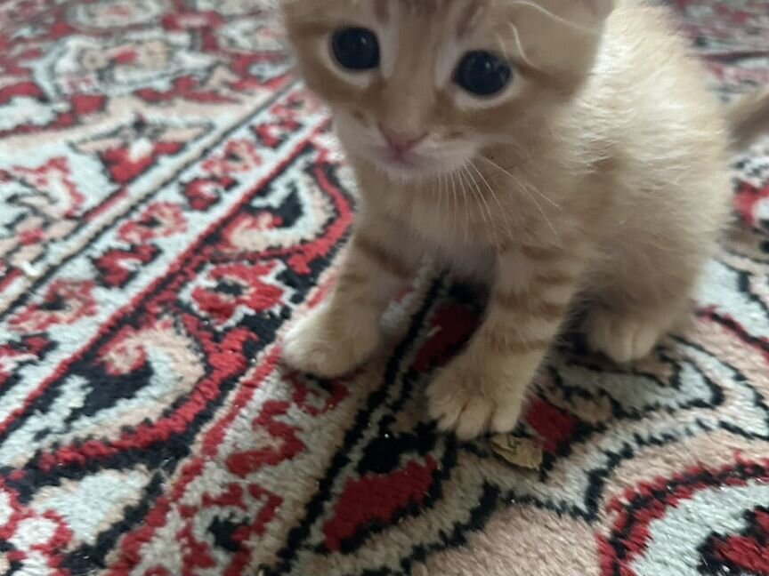 Рыжие котята, черный котенок