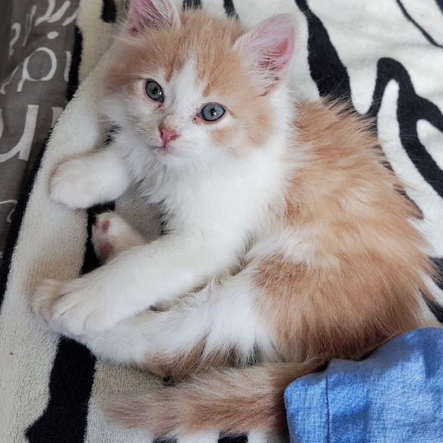 Котёнок в добрые руки