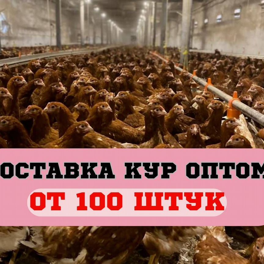 Куры несушки молодки только опт От 100шт
