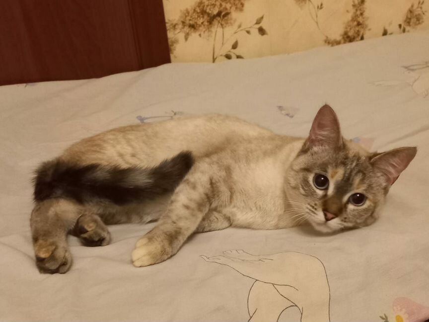 Кошечка в добрые руки