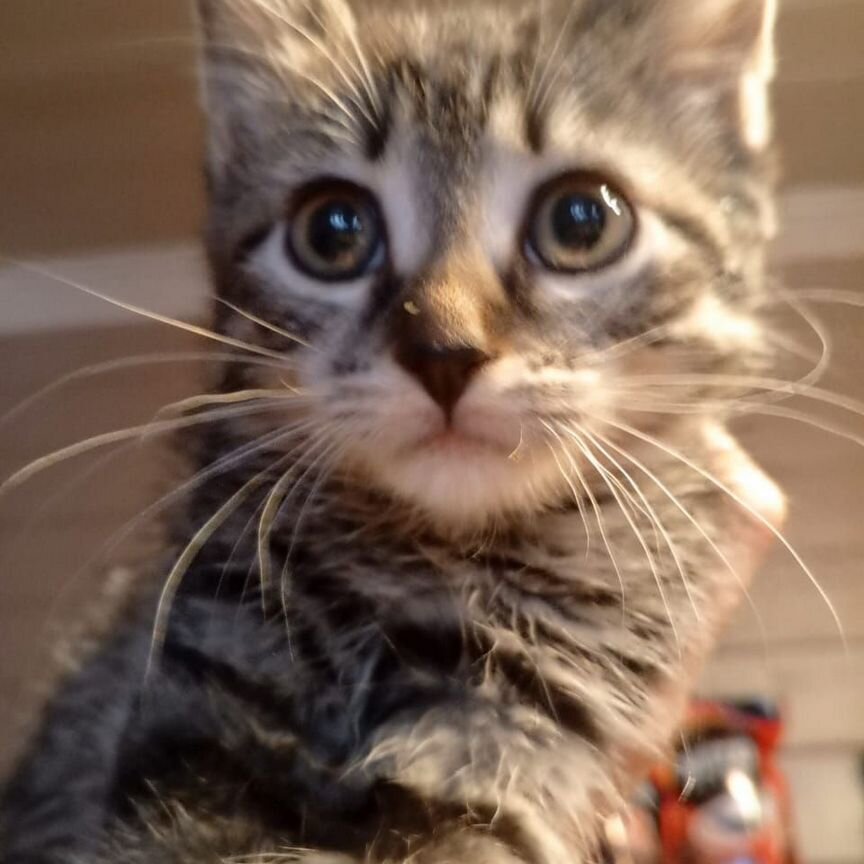 Котята обычные