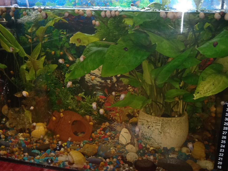 Улитки ампулярии