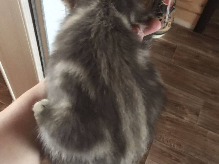 Британские котята