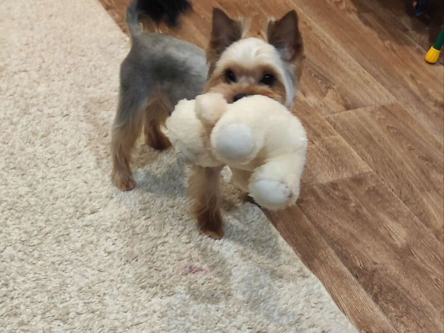 Йоркширский терьер вязка