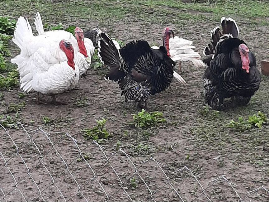 Индюки в ассортименте