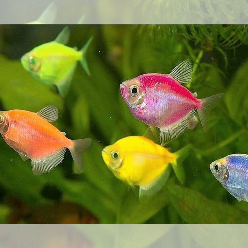 Аквариумные рыбки