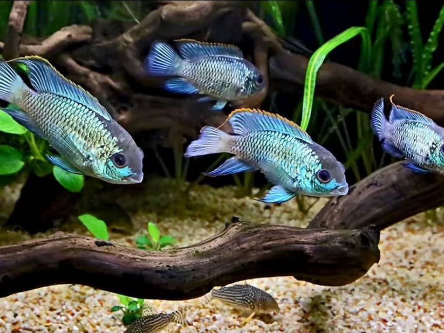 Нанакара неоновая, улитка хелена