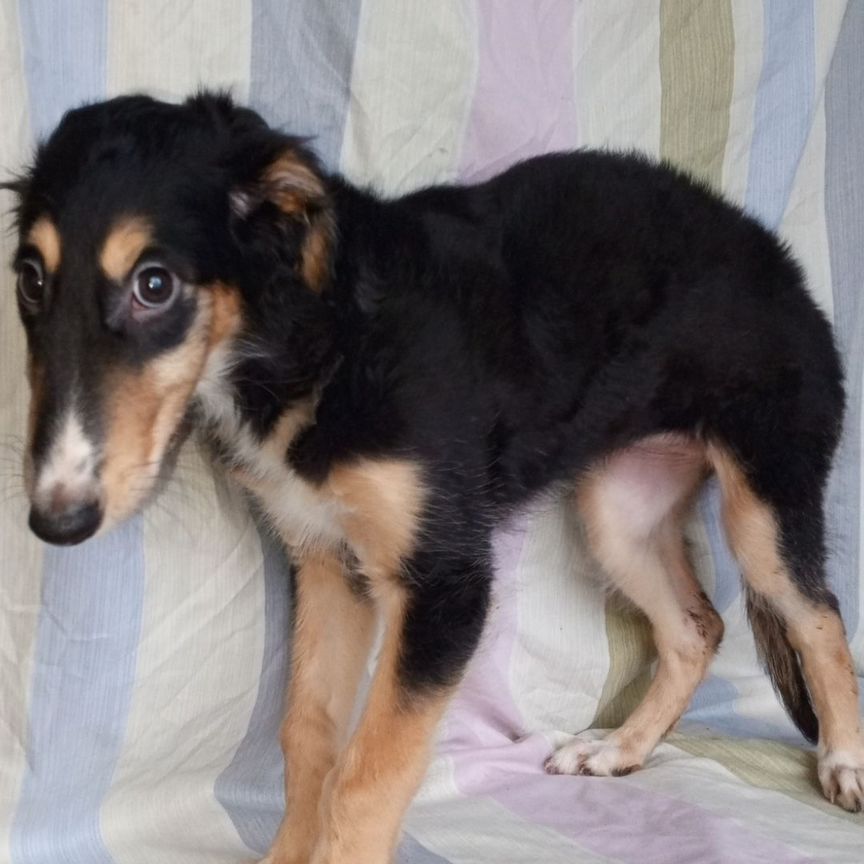 Русская псовая борзая, щенок