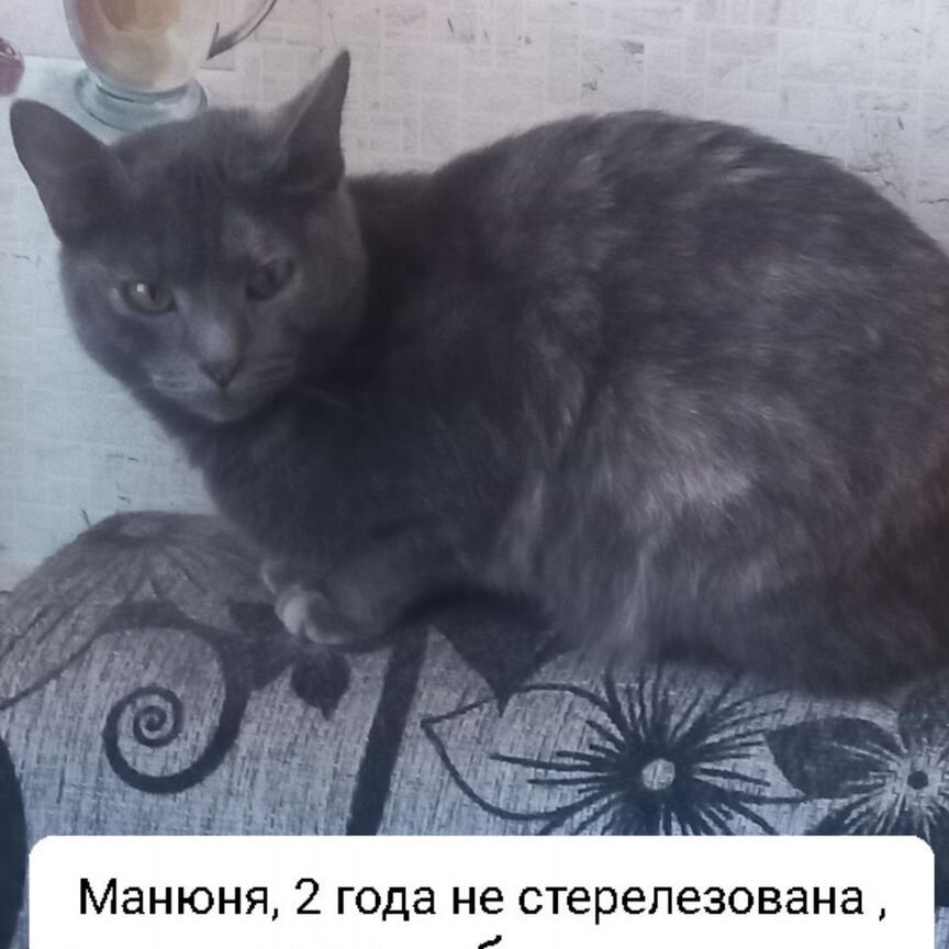 Кошки ищут дом