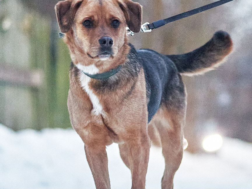 Ласковая ручная собака в добрые руки