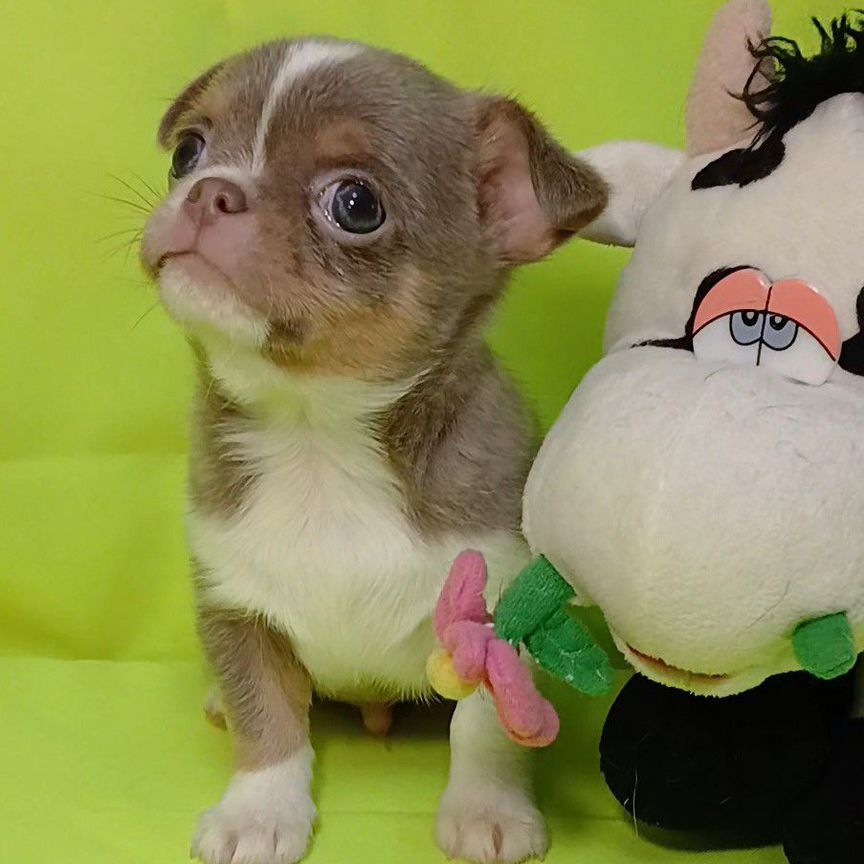 Чихуахуа, щенок