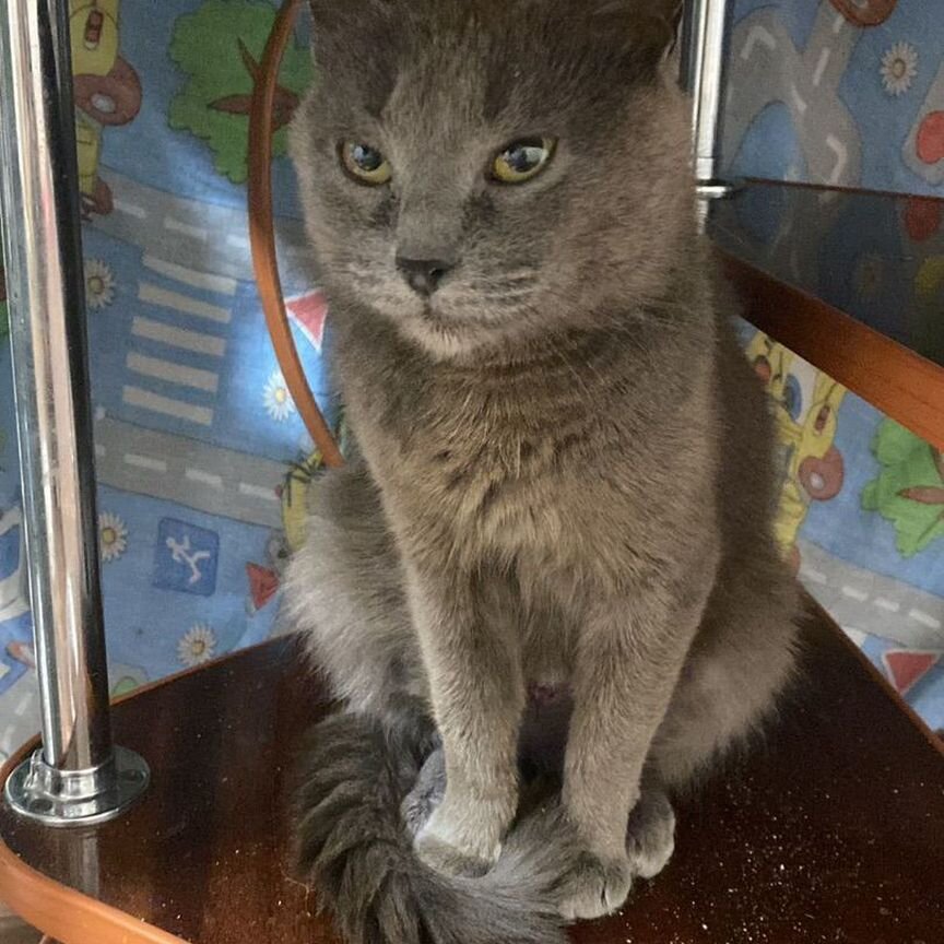 Стерилизованная кошка в добрые руки