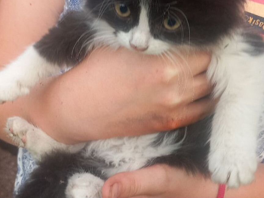 Кошечка пушистая черно-белая 2 месяца