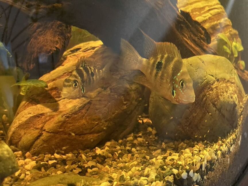 Мальки Цихлазома Элиота