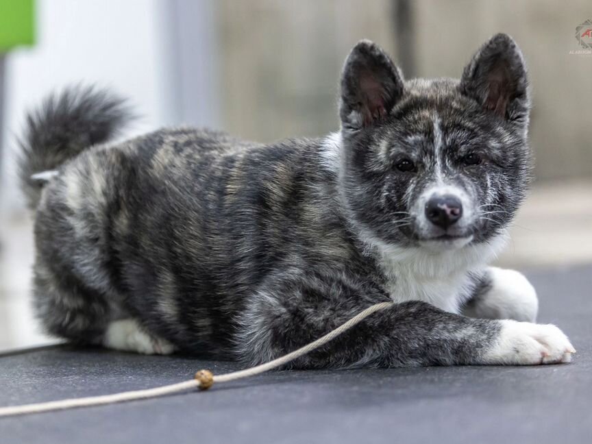 Тигровая акита