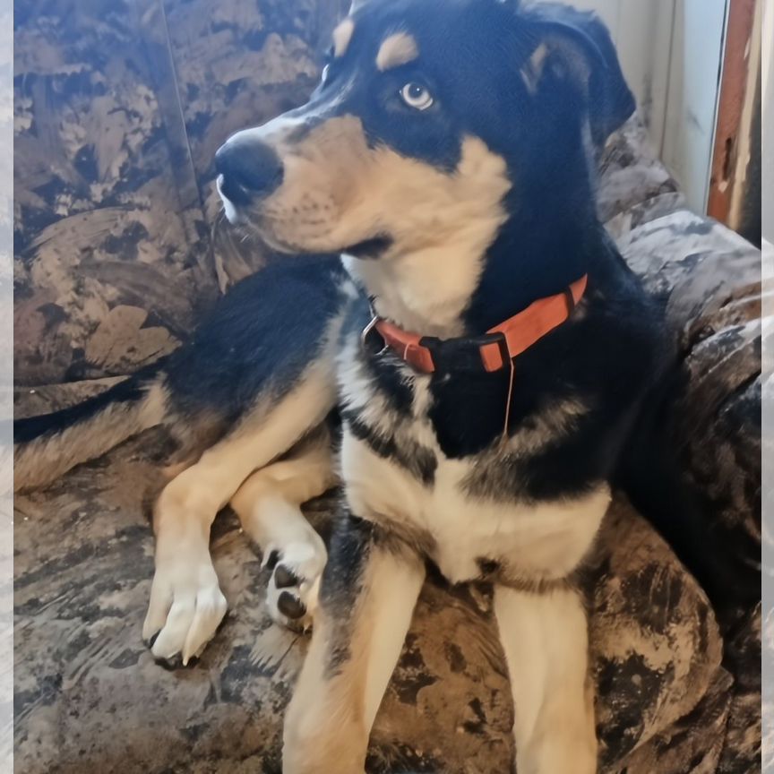 Сибирский хаски, щенок